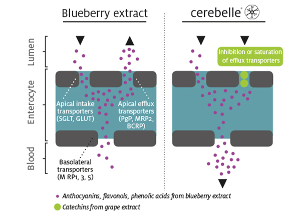 Cognitive health - Diana Food